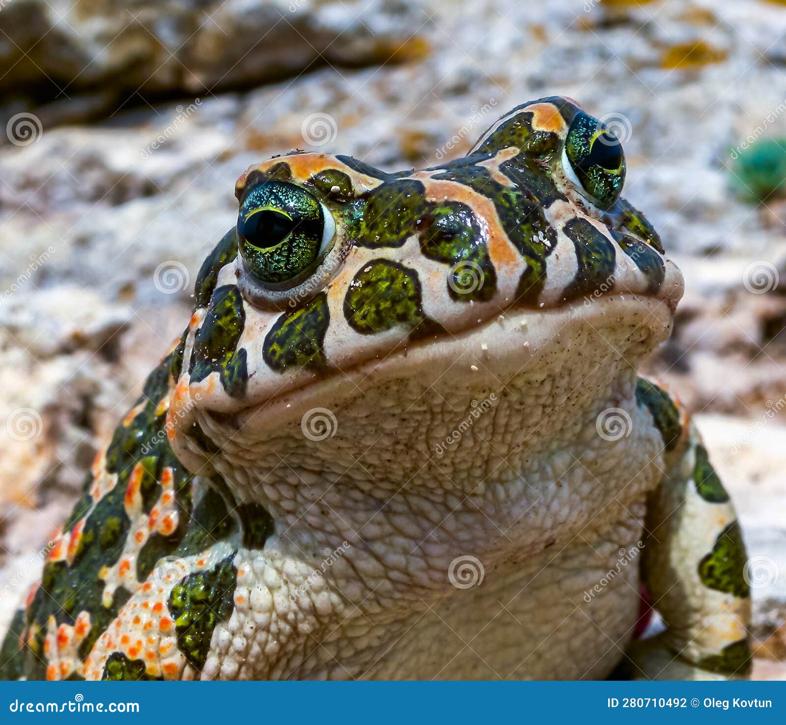 The European Green Toad (Bufotes Viridis), Crimea Stock Photo - Image ...