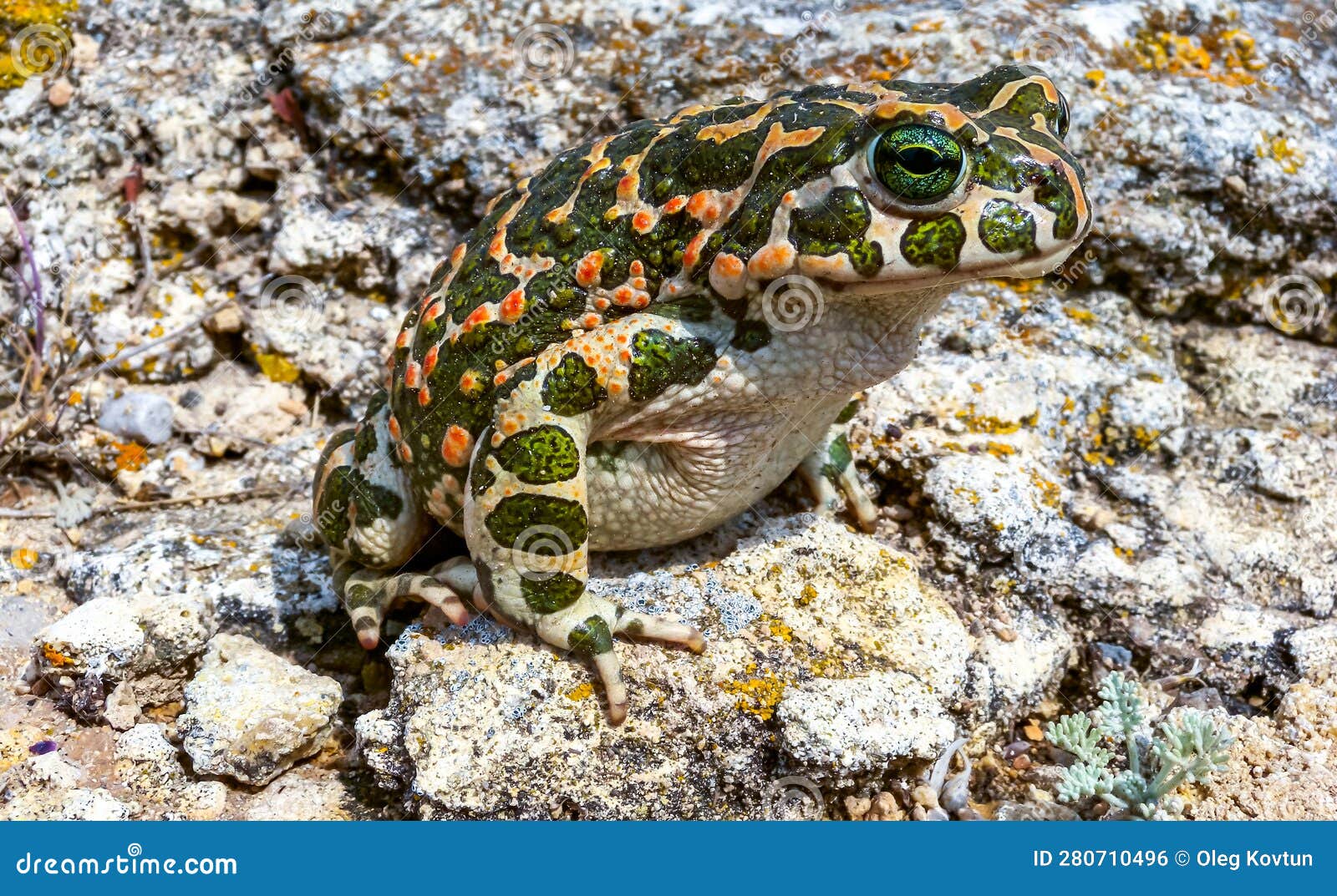 The European Green Toad (Bufotes Viridis), Crimea Stock Photo - Image ...