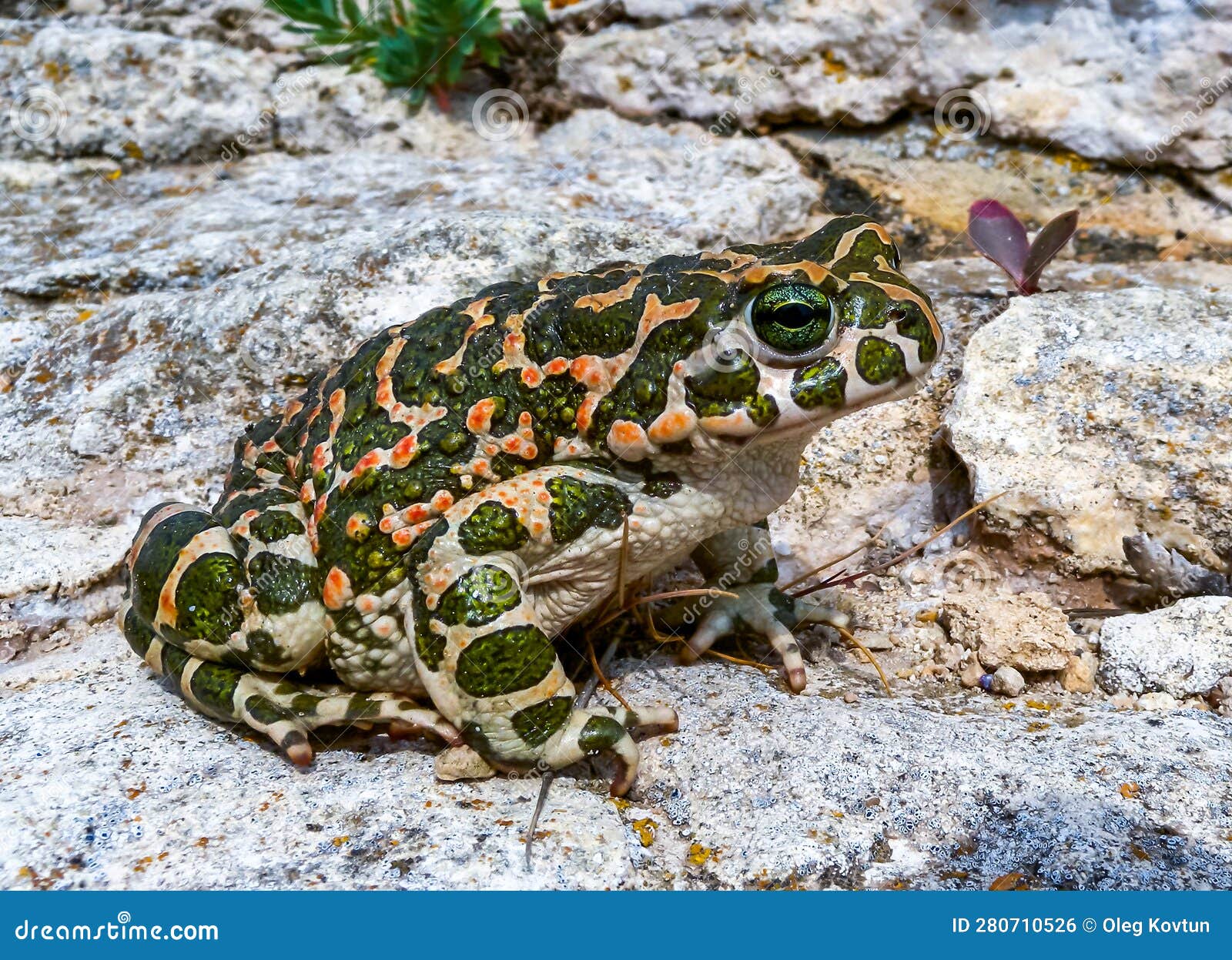 The European Green Toad (Bufotes Viridis), Crimea Stock Photo - Image ...