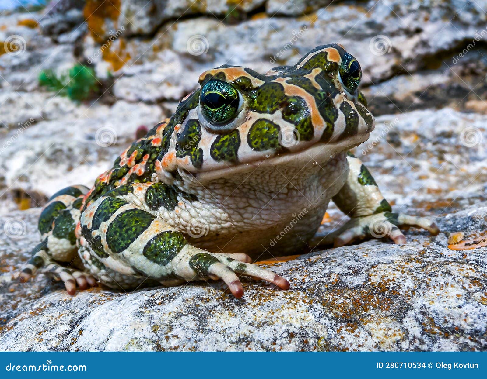 The European Green Toad (Bufotes Viridis), Crimea Stock Photo - Image ...