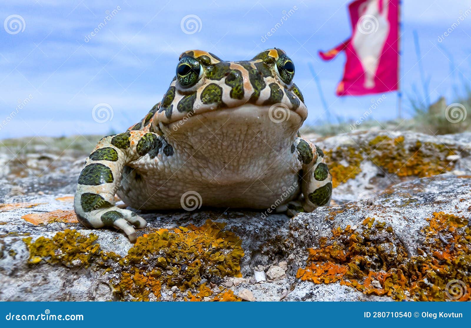 The European Green Toad (Bufotes Viridis), Crimea Stock Photo - Image ...