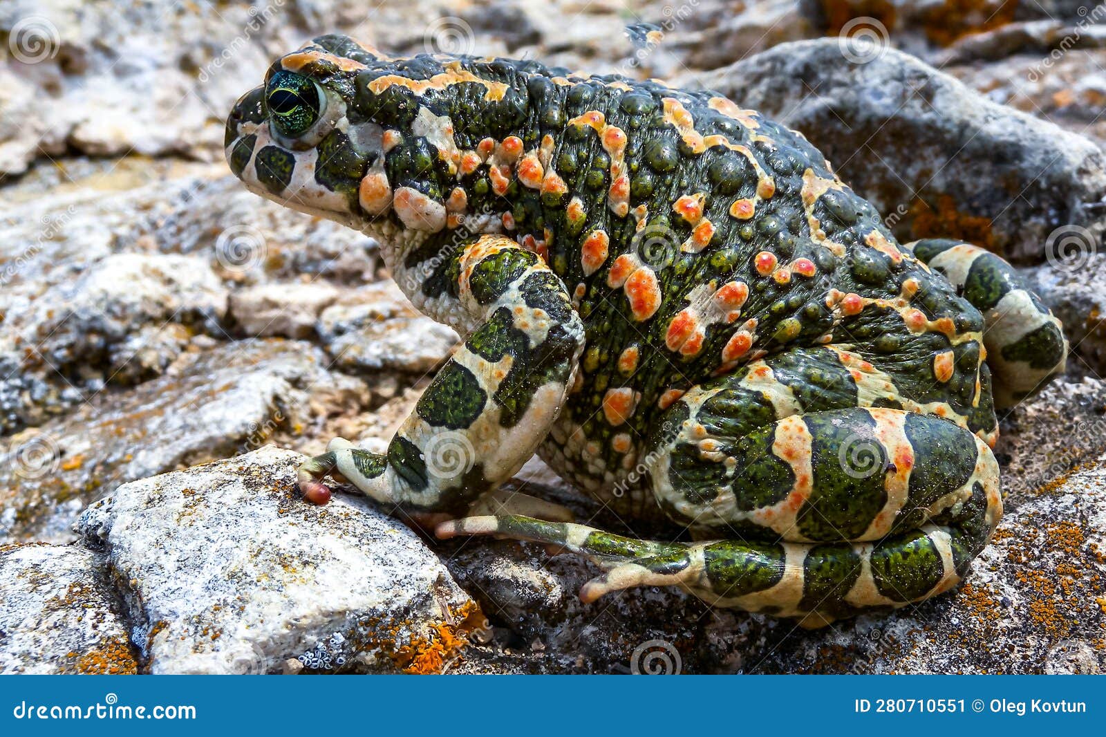The European Green Toad (Bufotes Viridis), Crimea Stock Image - Image ...