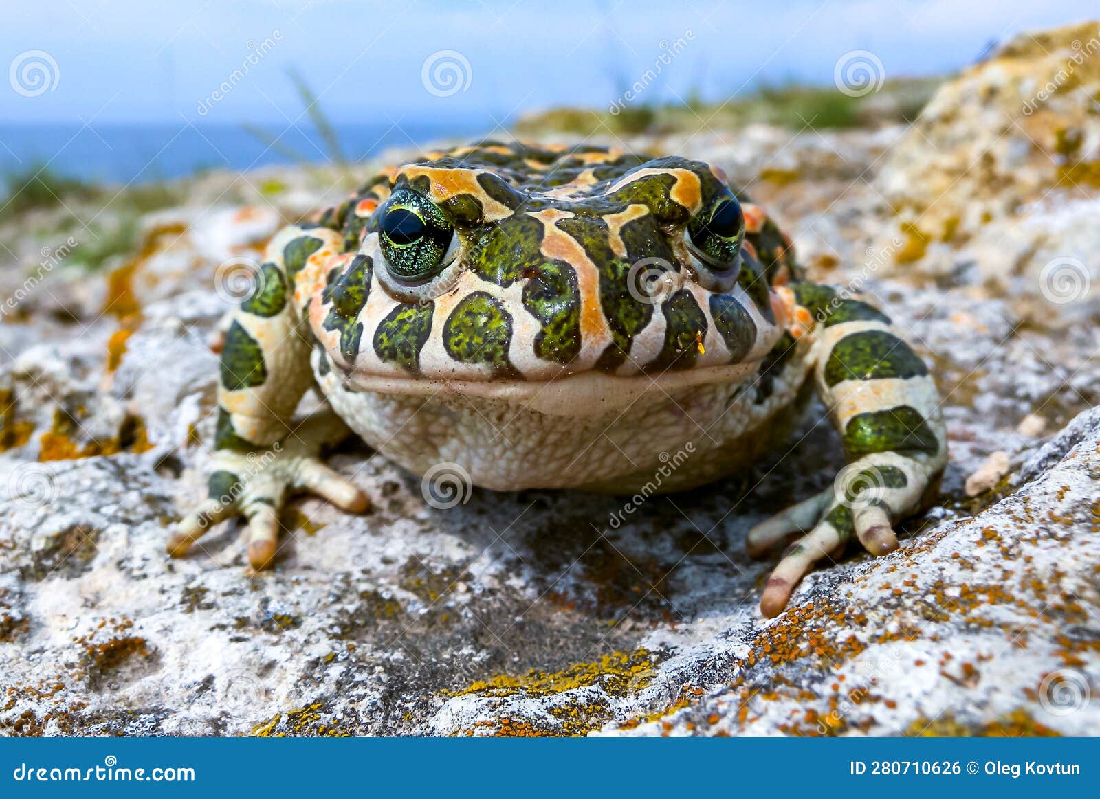 The European Green Toad (Bufotes Viridis), Crimea Stock Photo - Image ...