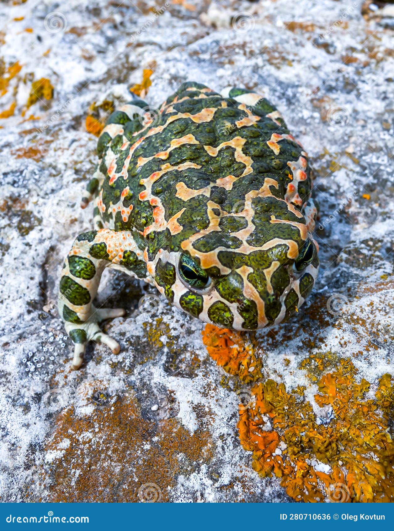 The European Green Toad (Bufotes Viridis), Crimea Stock Photo - Image ...