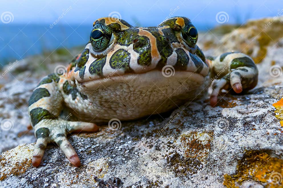 The European Green Toad (Bufotes Viridis), Crimea Stock Image - Image ...
