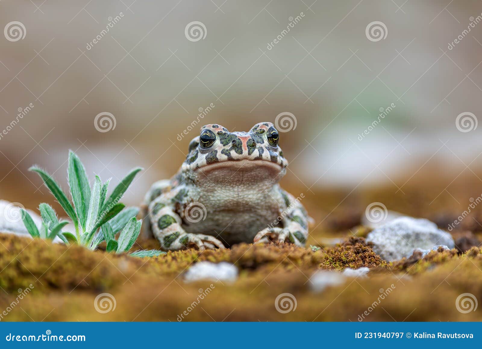 European Green Toad Bufotes Viridis in Nature Stock Image - Image of ...