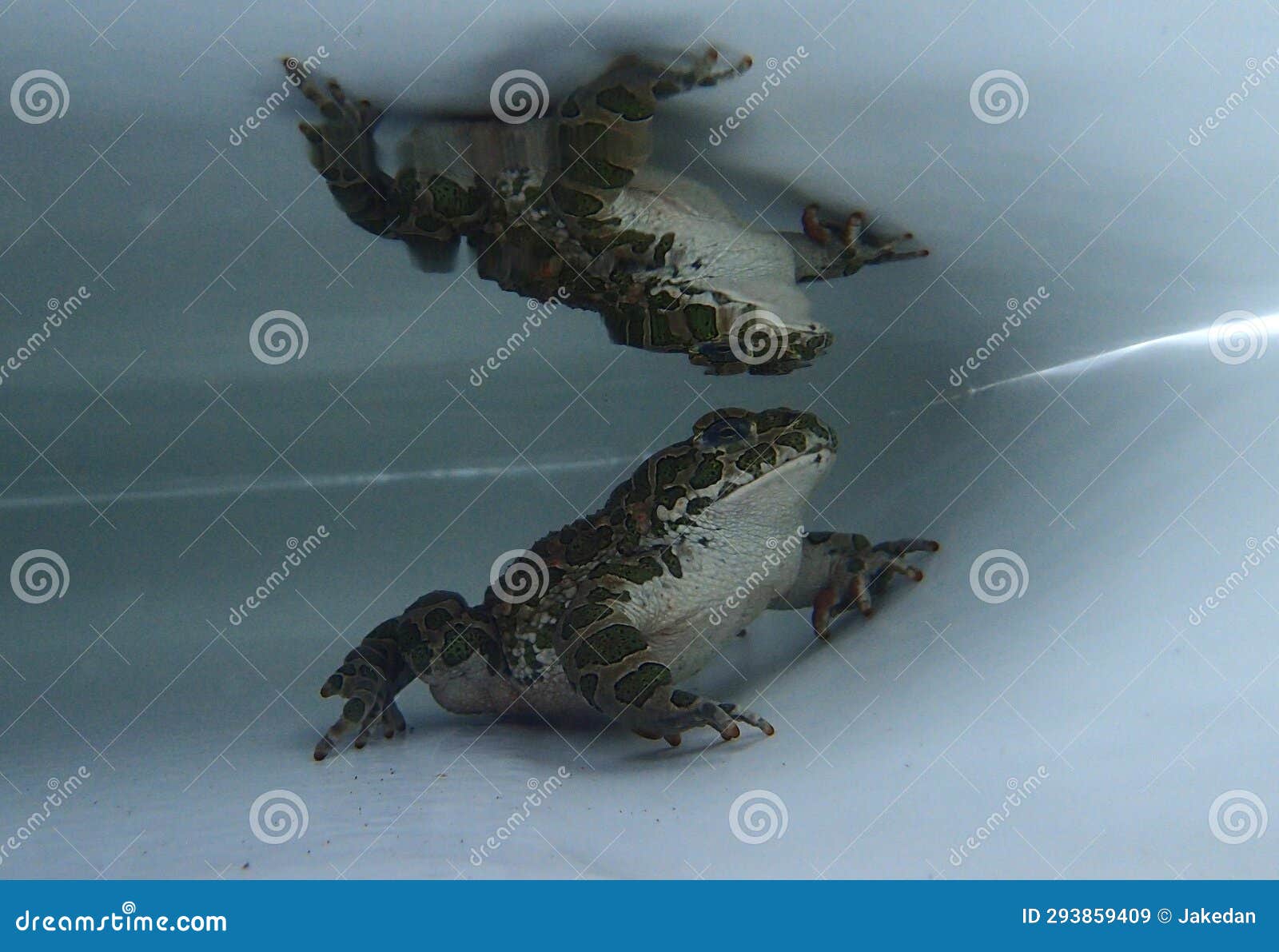 European Green Toad (Bufotes Viridis) Under the Water Stock Image ...