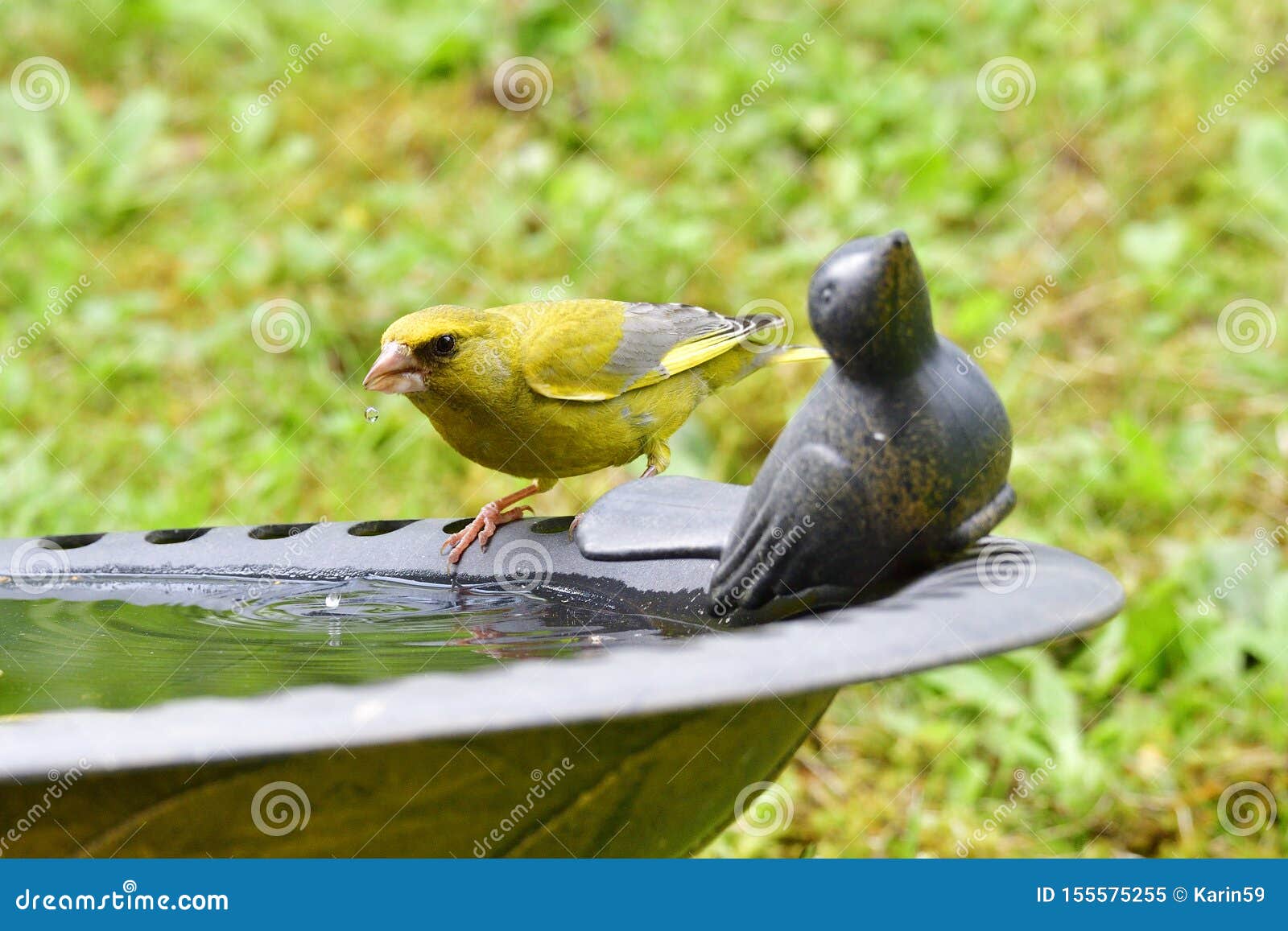 European Greenfinch on a Bird Bath Stock Image - Image of birdwatching ...