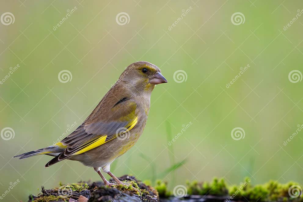 European Greenfinch Chloris Chloris Or Common Greenfinch A Small