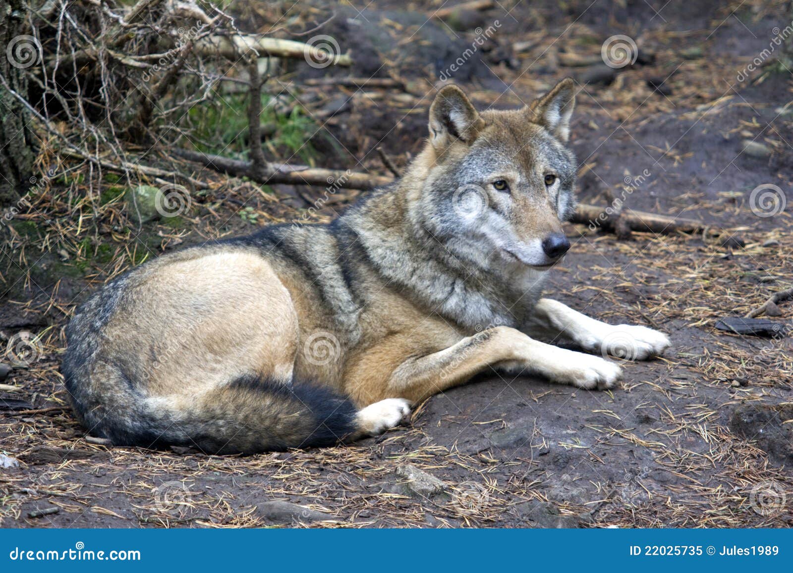 European Grey Wolf stock image. Image of animal, canis - 22025735