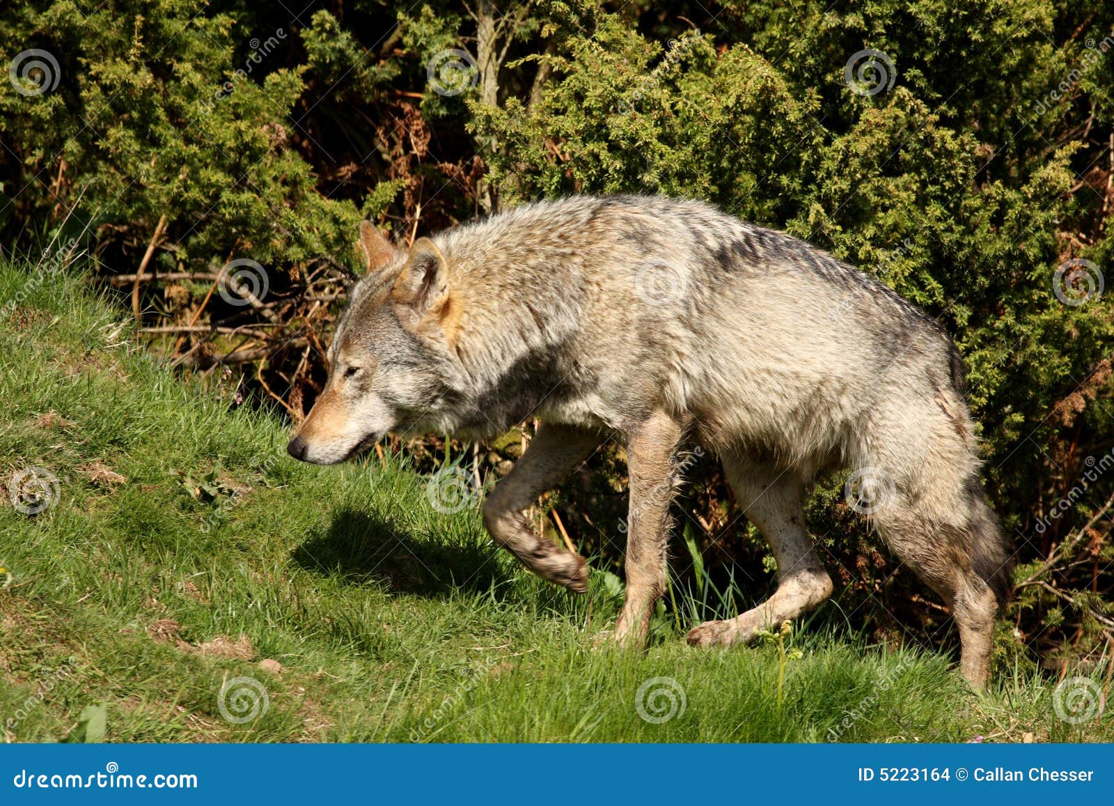 EUROPEAN GREY WOLF stock photo. Image of canine, animal - 5223164