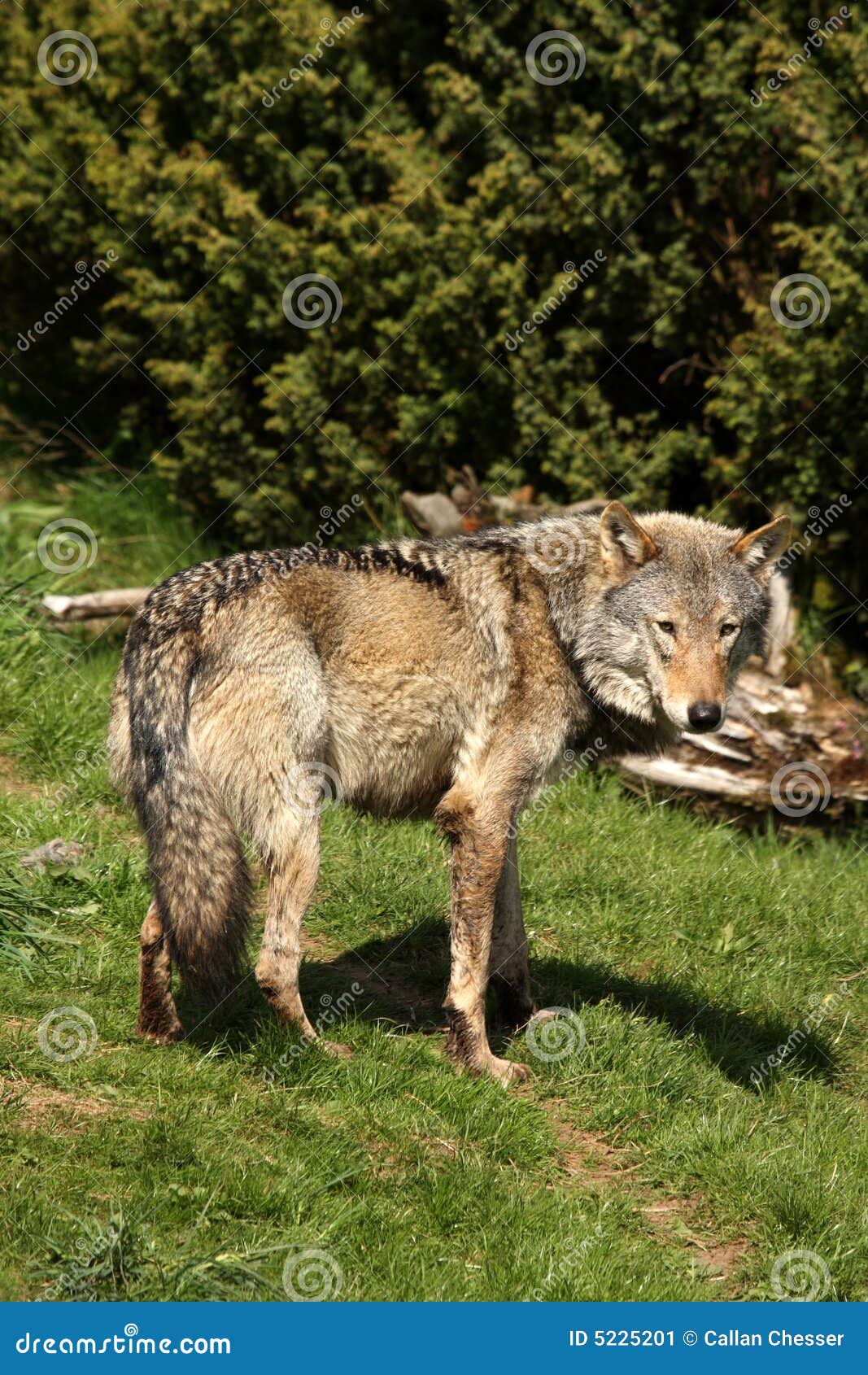 EUROPEAN GREY WOLF stock image. Image of carnivore, canine - 5225201