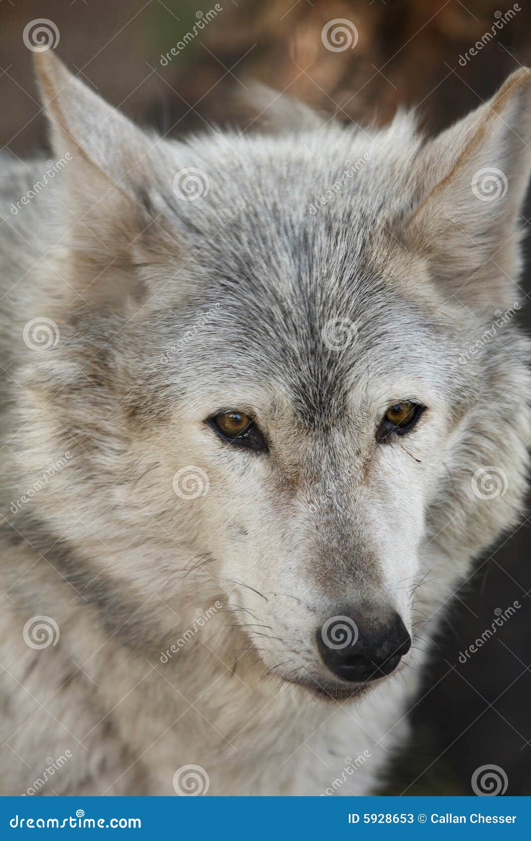 European Grey Wolf Picture. Image: 5928653