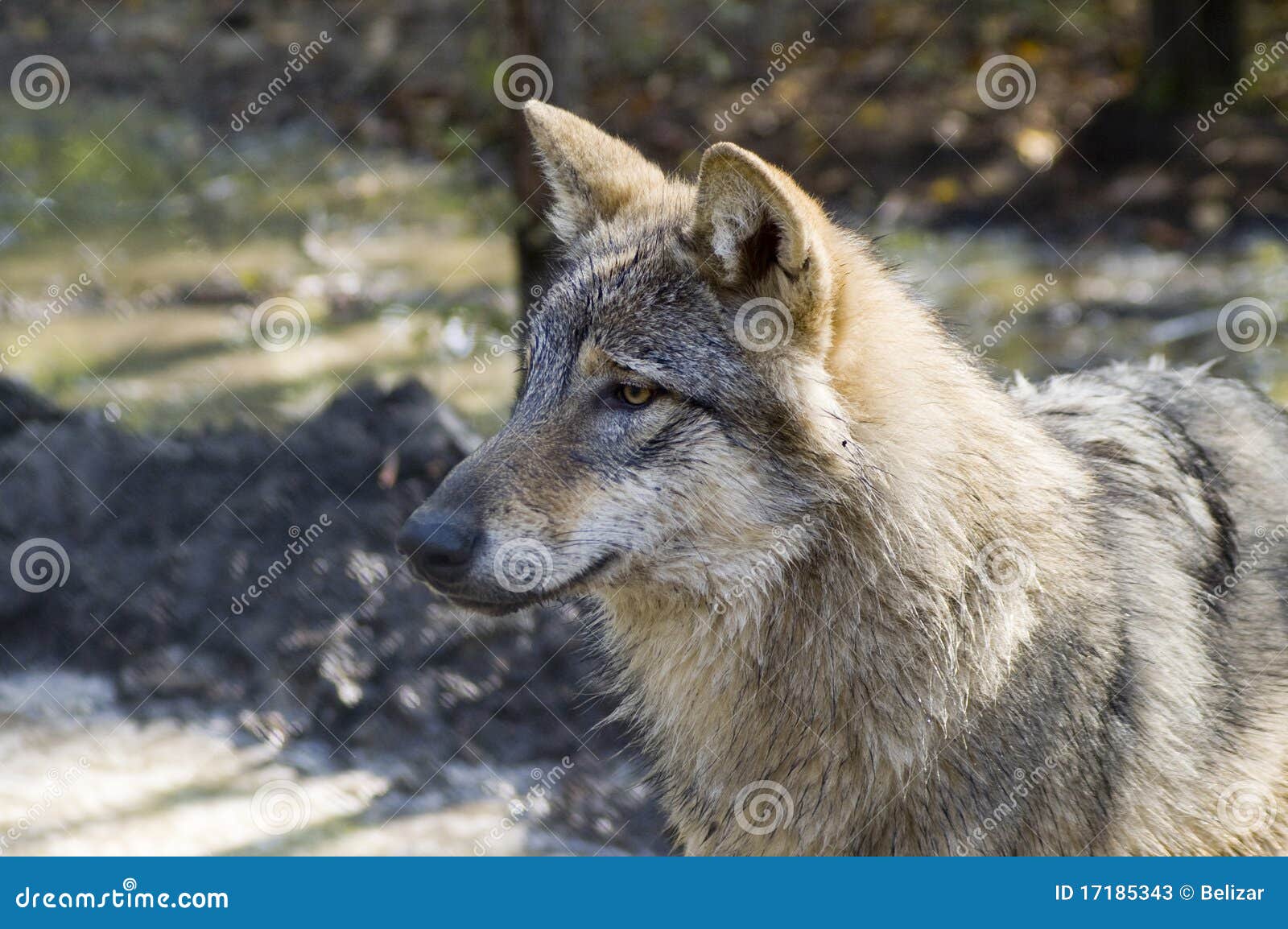European Grey Wolf (Canis Lupus Lupus) Stock Image - Image of european ...