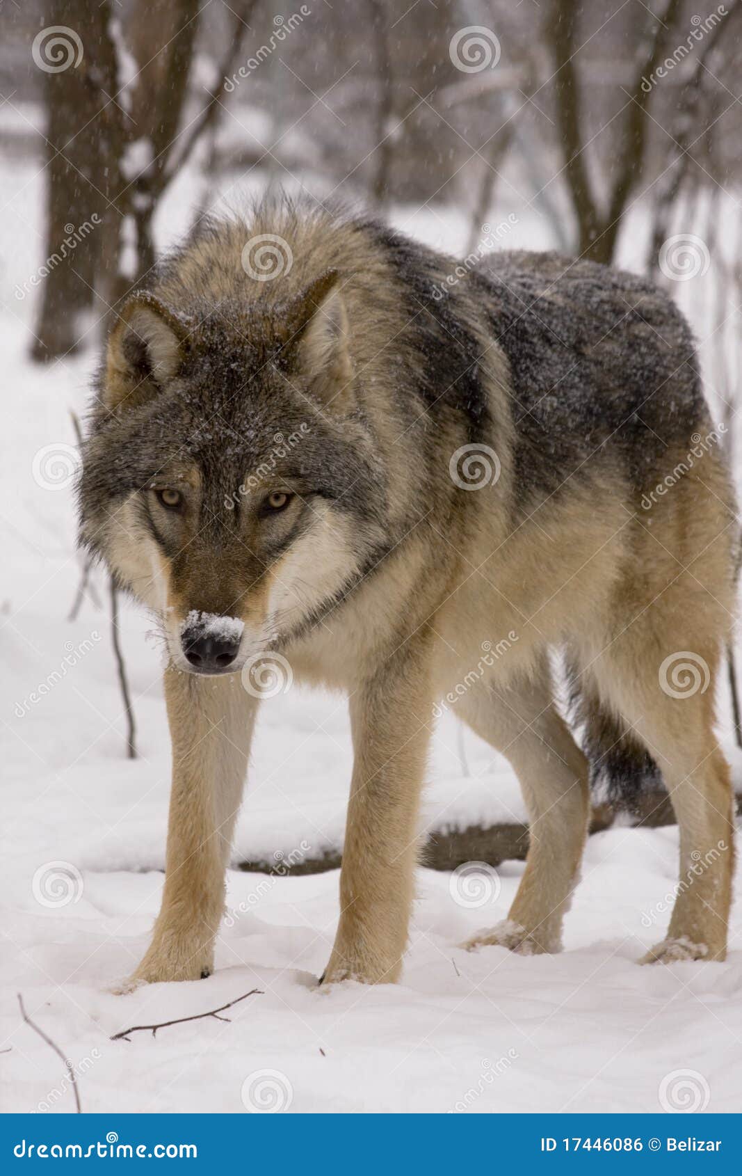 European Grey Wolf (Canis Lupus Lupus) Stock Photo - Image of winter ...