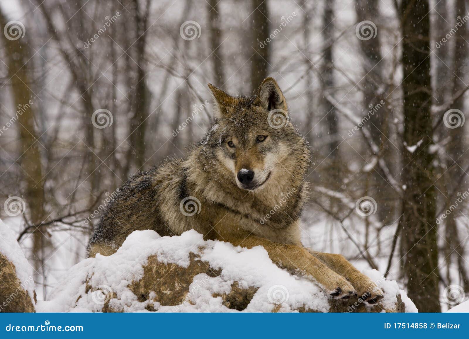 European Grey Wolf (Canis Lupus Lupus) Stock Photo - Image of europe ...