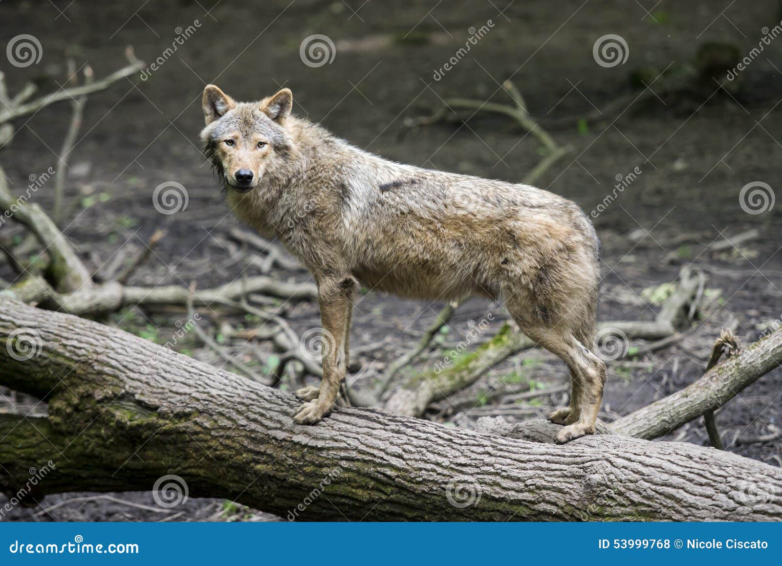 European Grey Wolf stock photo. Image of walks, eurasian - 53999768