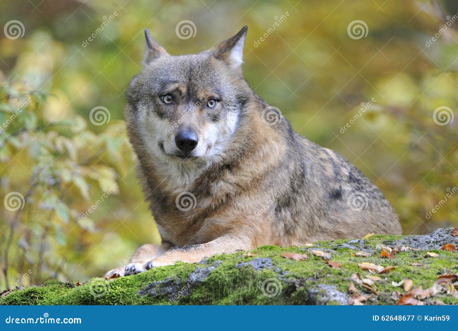 European Grey Wolf stock image. Image of canis, gray - 62648677