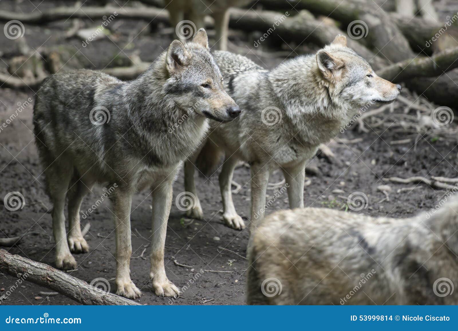 European Grey Wolf pack stock photo. Image of walks, group - 53999814