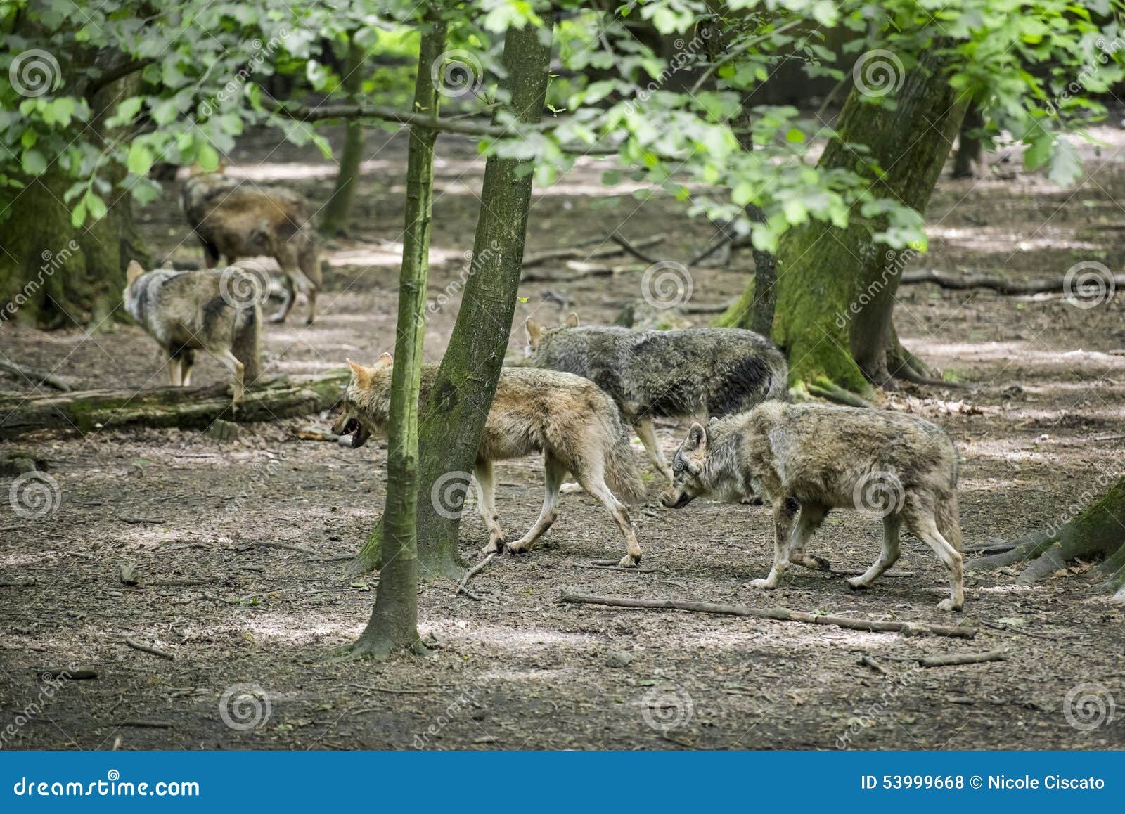 European Grey Wolf pack stock photo. Image of walks, endangered - 53999668