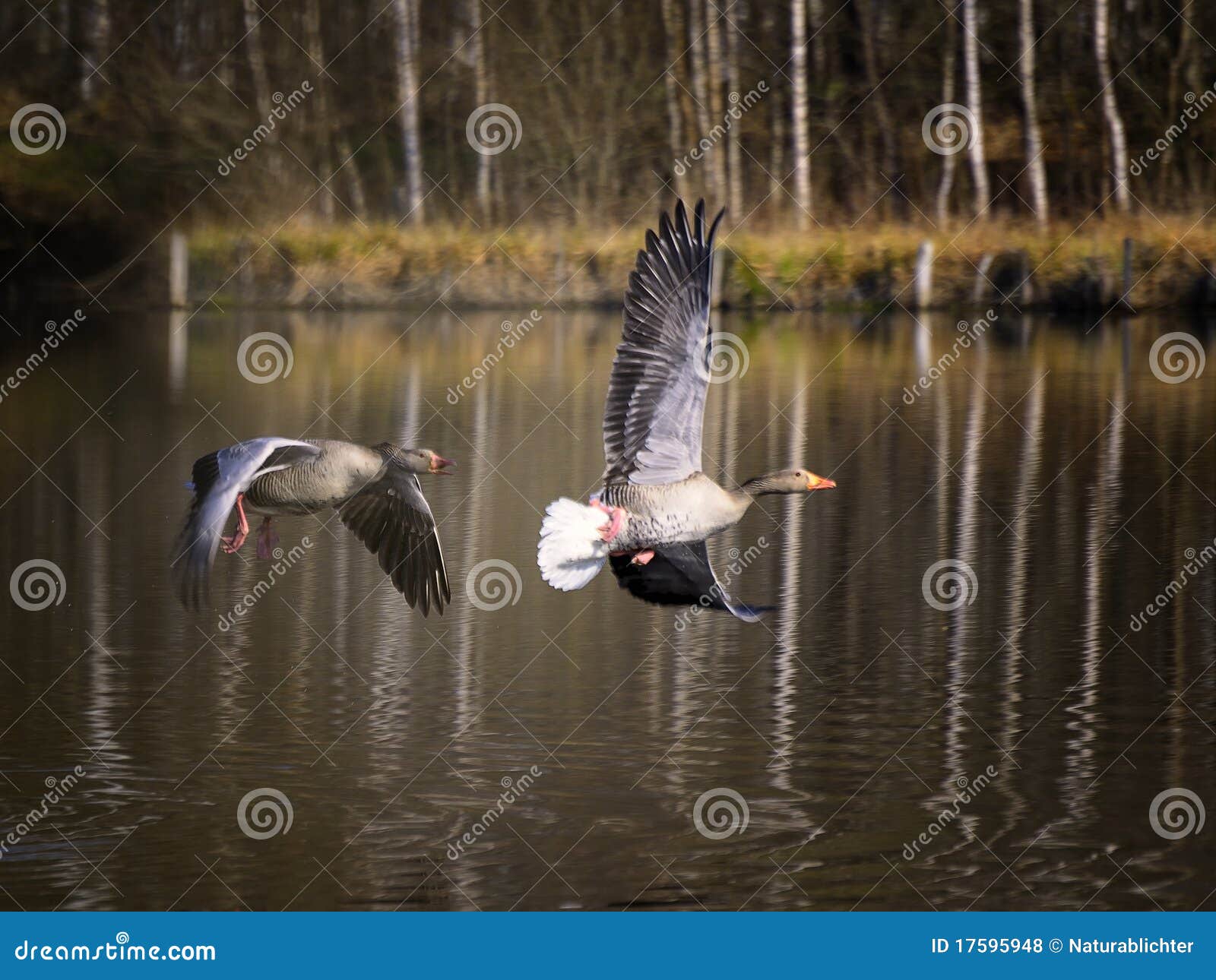 European Greylag Geese stock photo. Image of geese, flying - 17595948