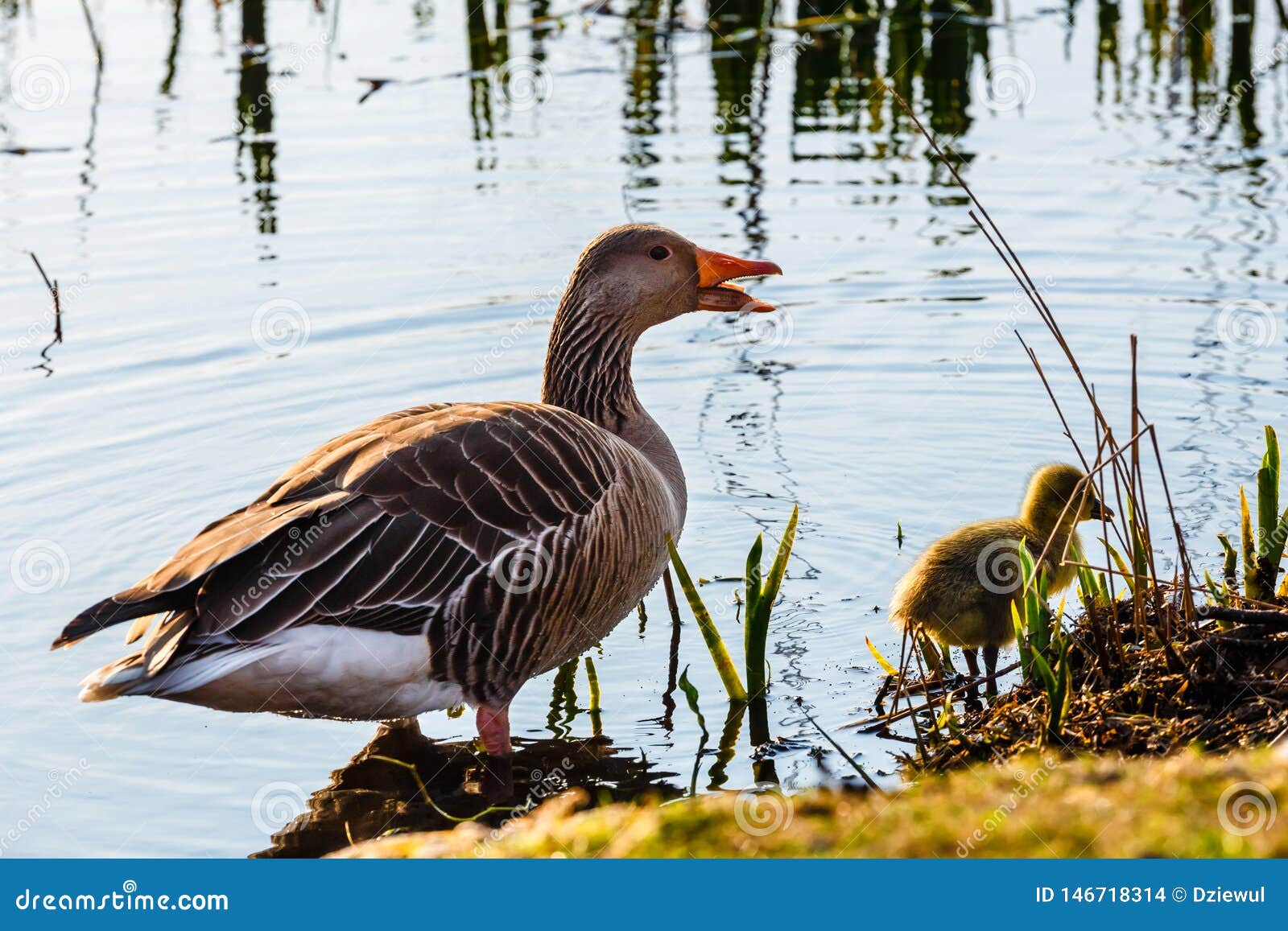 2,039 European Goose Photos - Free & Royalty-Free Stock Photos from ...