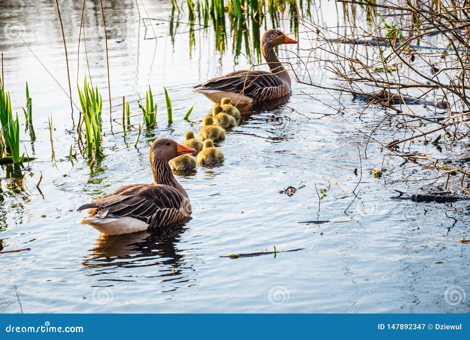European Goose Stock Photos - Download 1,869 Royalty Free Photos