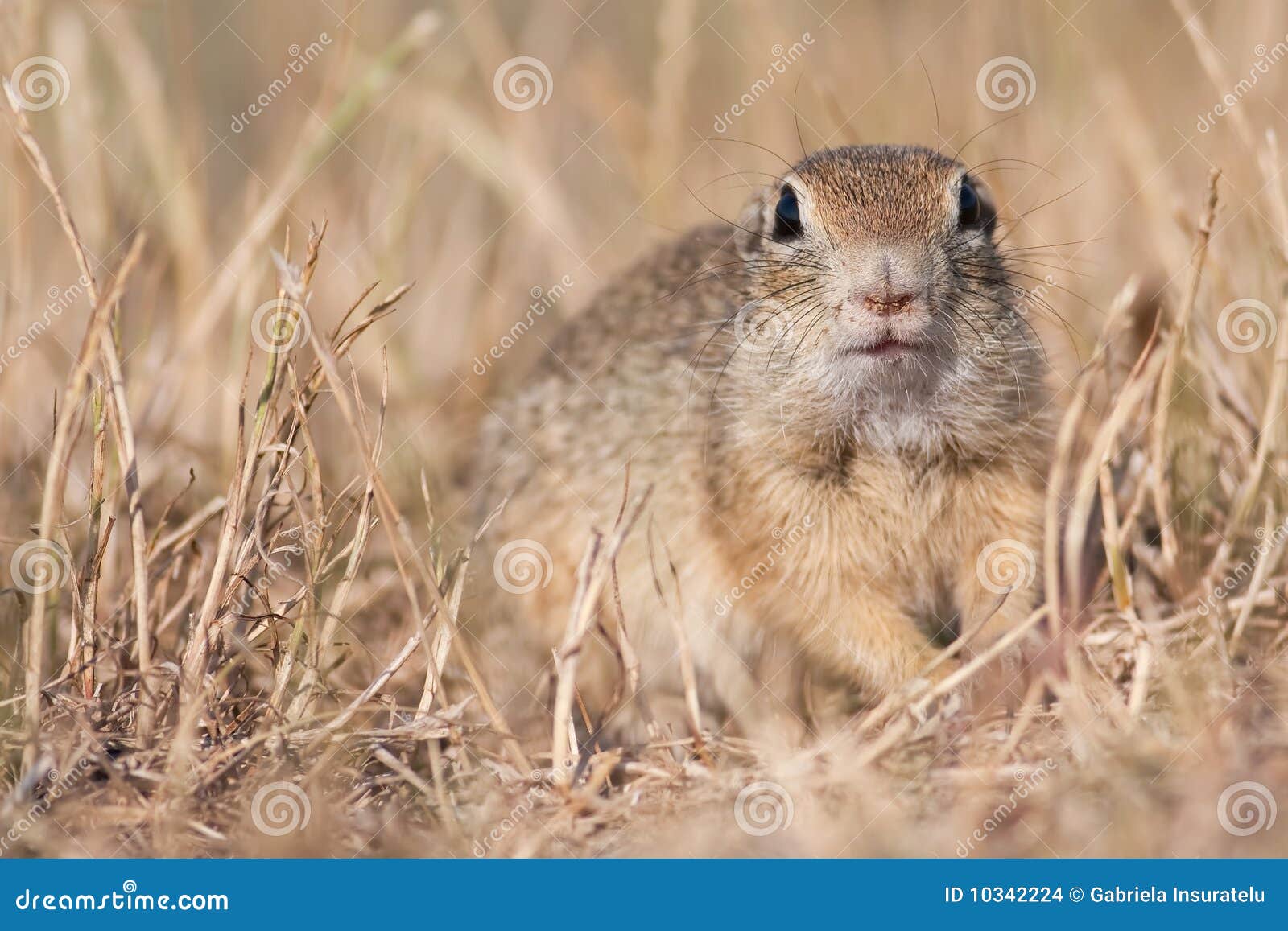 European ground squirrel stock photo. Image of fauna - 10342224