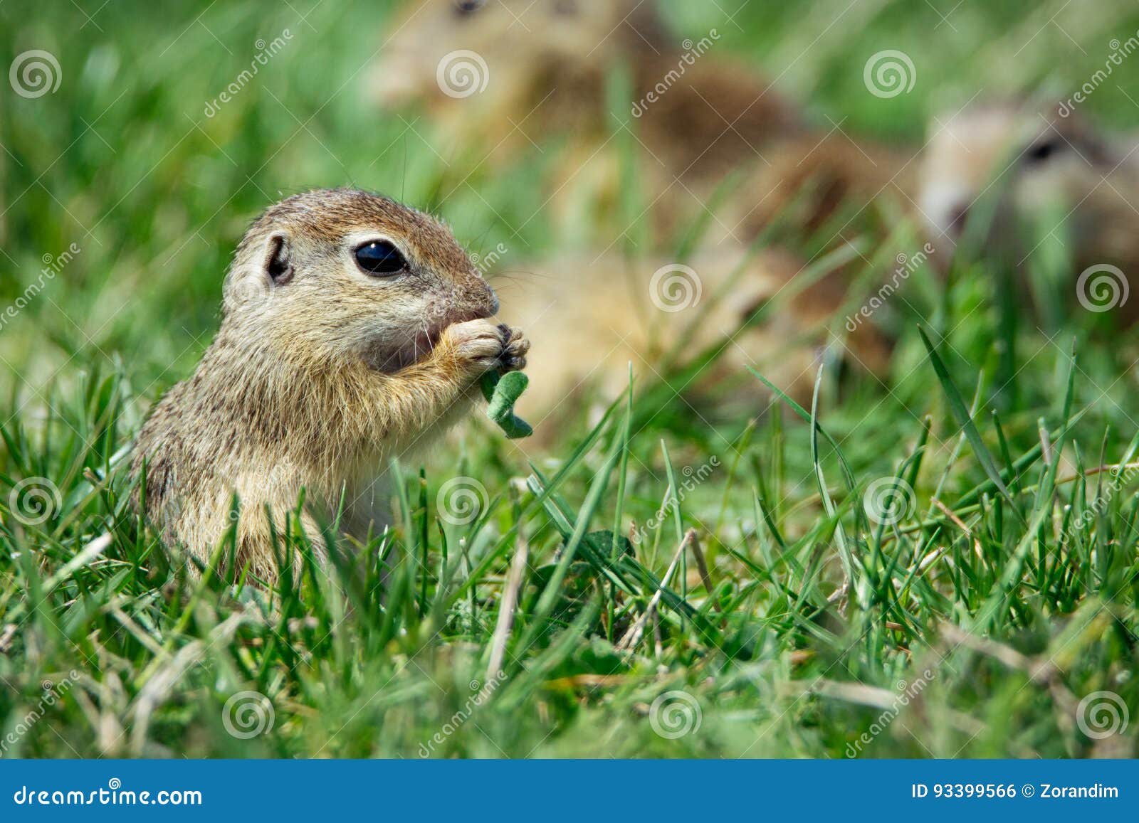 European Ground Squirrel is Eating Stock Photo - Image of furry, eating ...