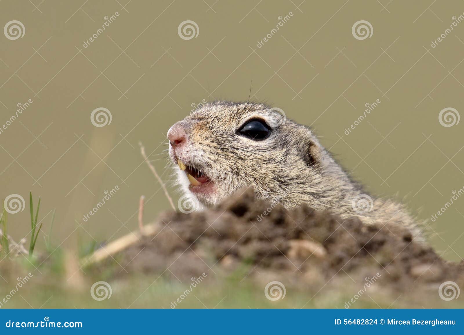 The European Ground Squirrel In The Muranska Planina Plateau Royalty ...