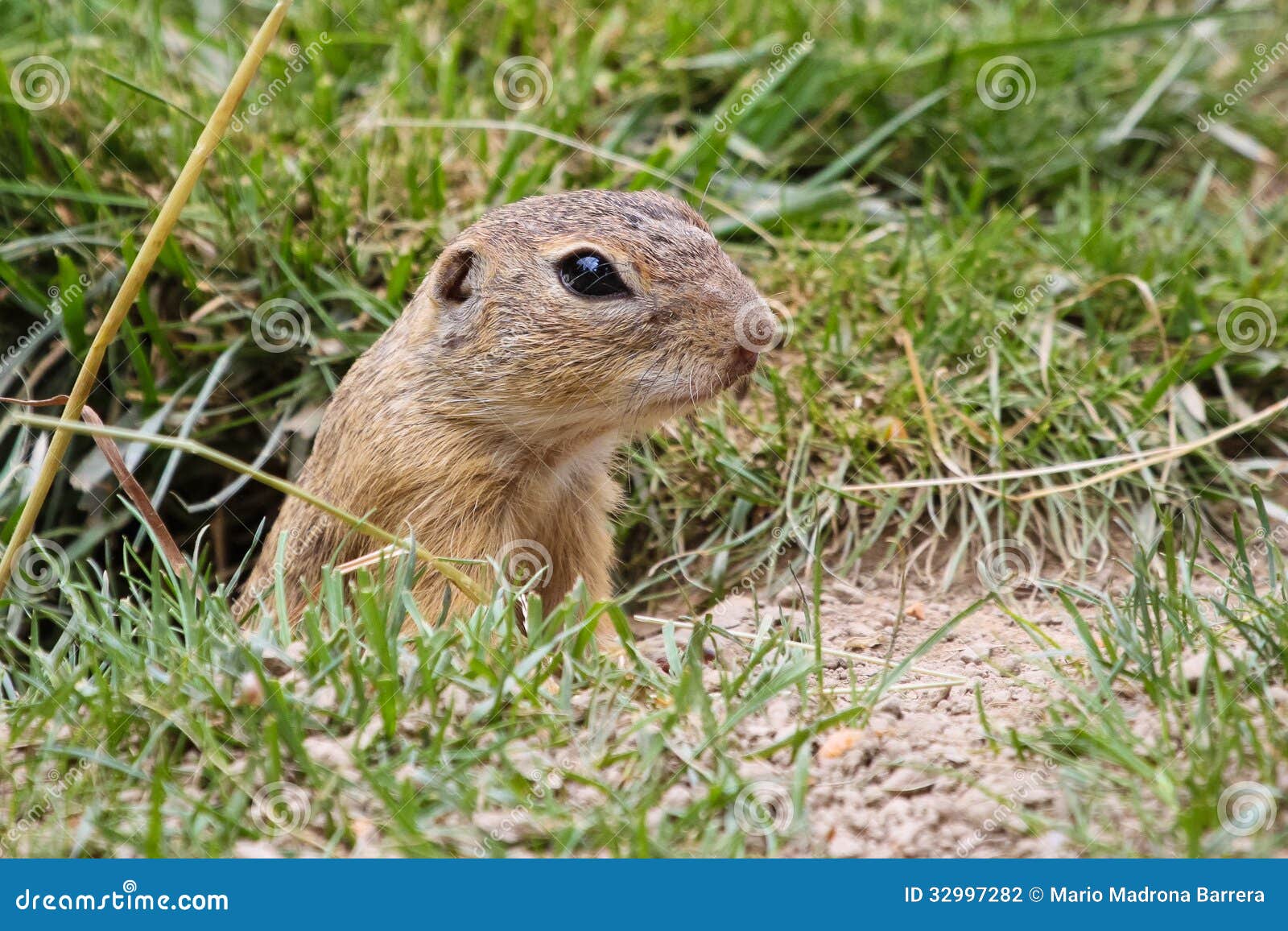 European Ground squirrel stock photo. Image of spermophilus - 32997282