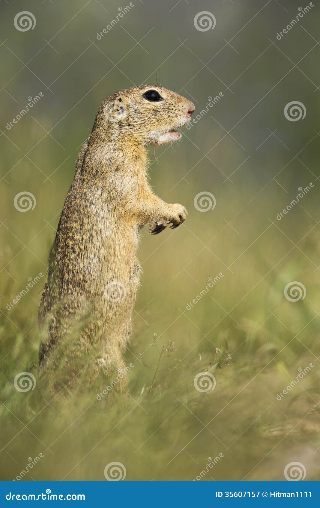 European ground squirrel stock image. Image of play, endangered - 35607157
