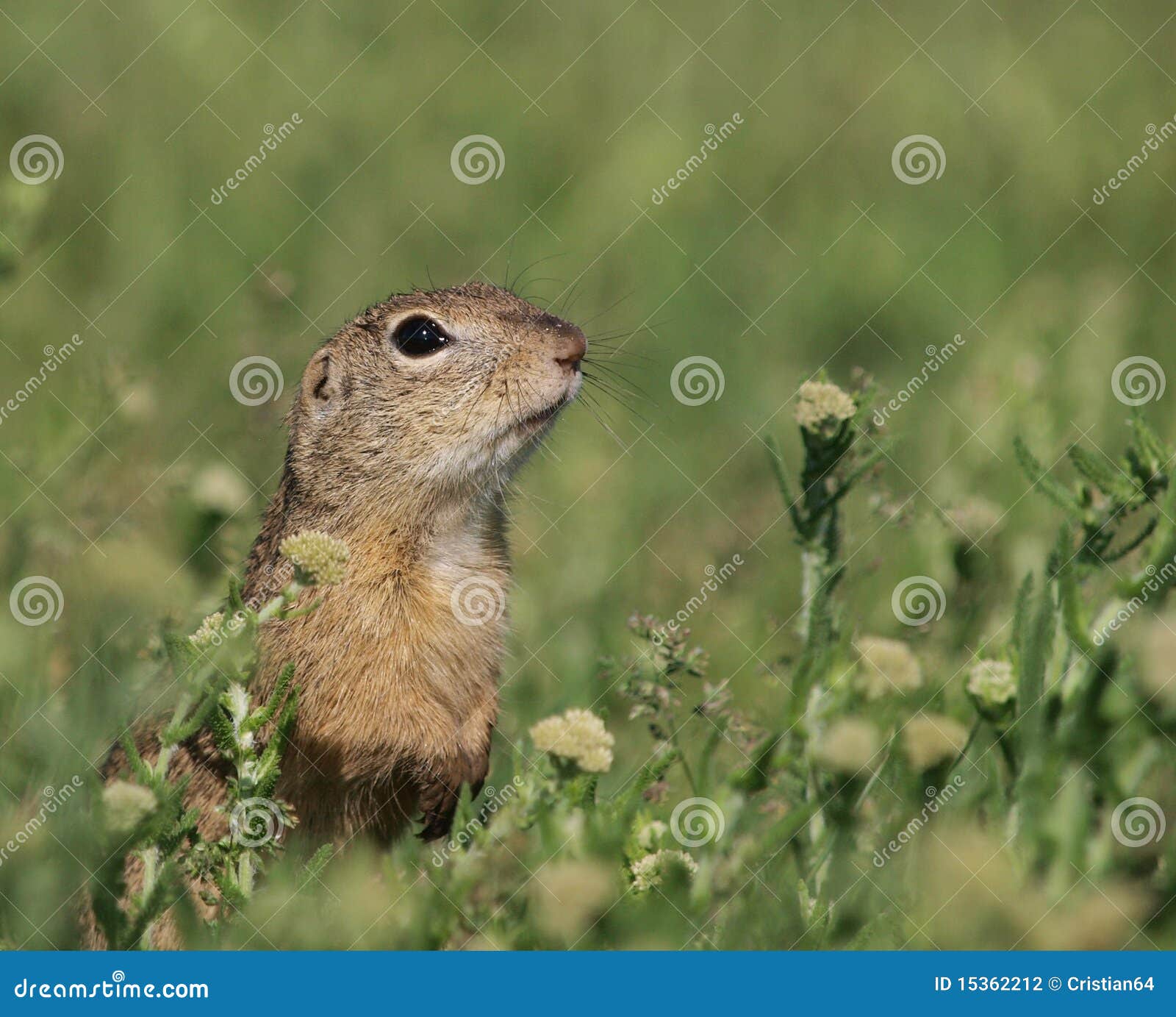 European Ground Squirrel (Spermophilus Citellus) Stock Photo - Image of ...