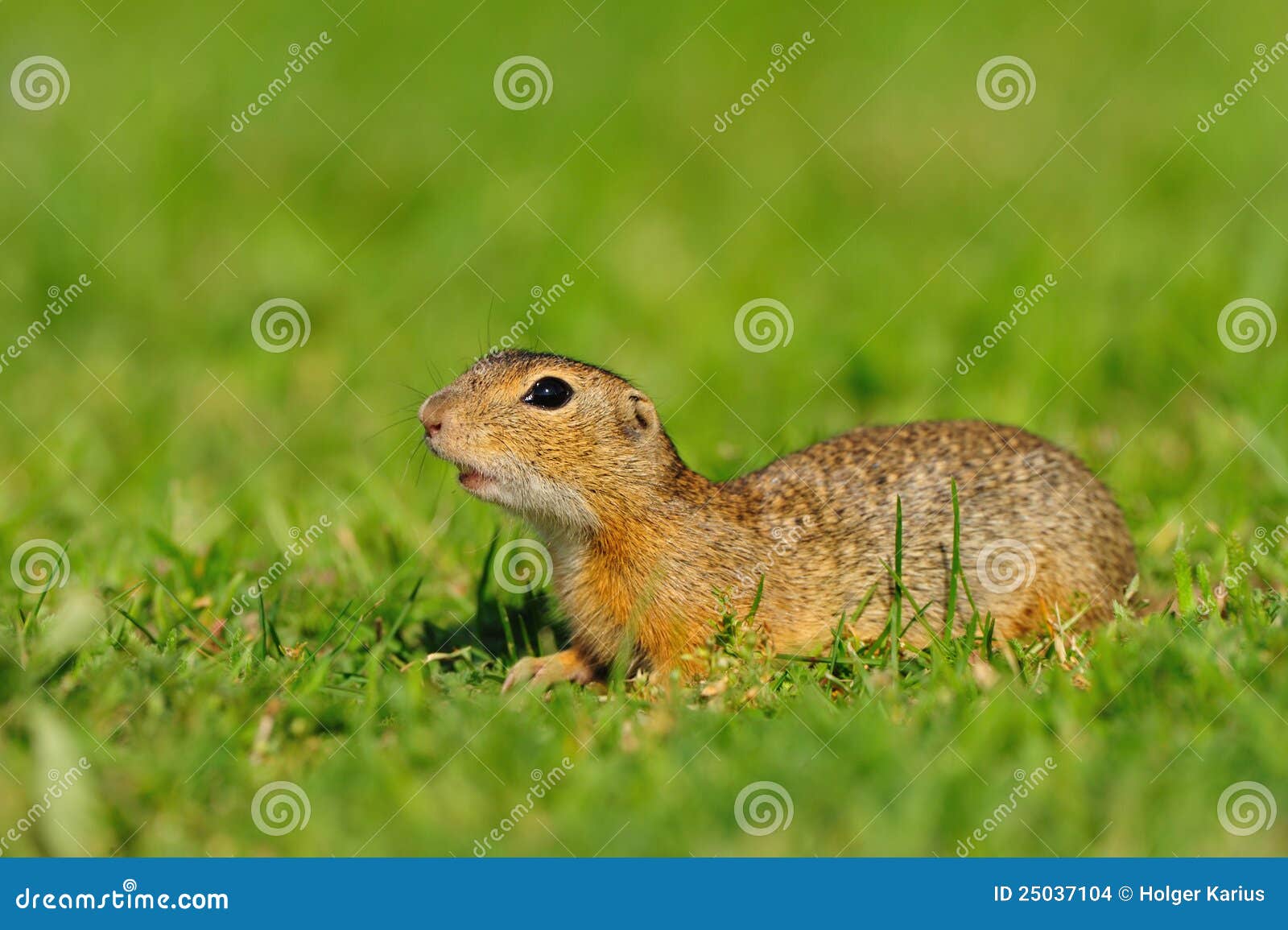 The European Ground Squirrel In The Muranska Planina Plateau Royalty ...