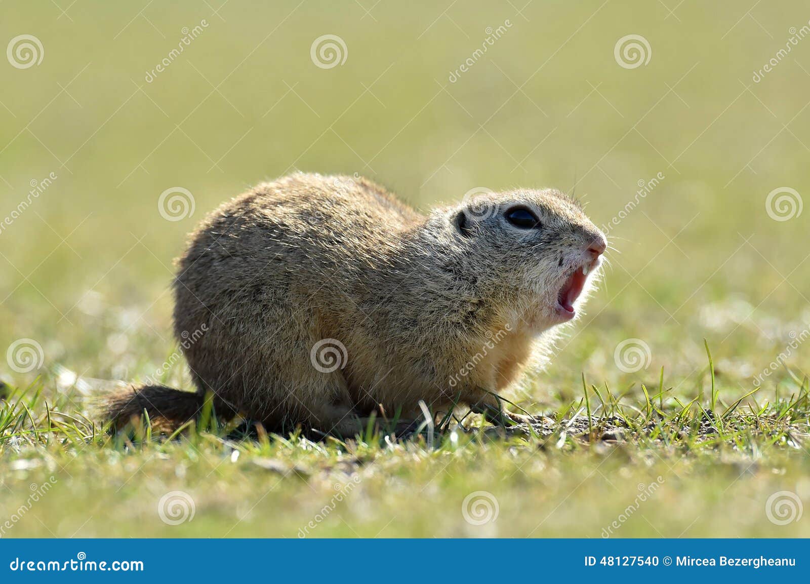 The European Ground Squirrel In The Muranska Planina Plateau Royalty ...