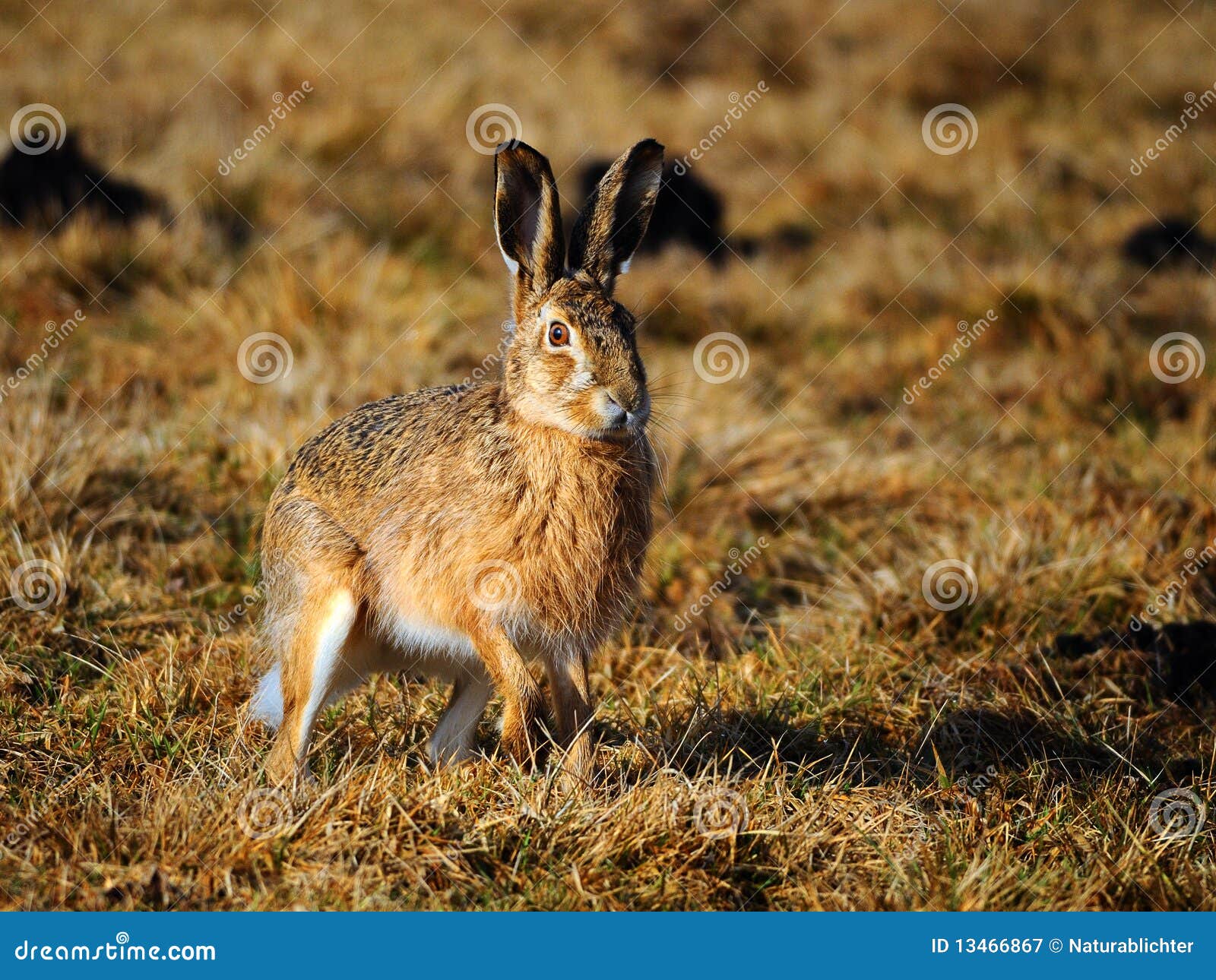 European Hare stock image. Image of nature, staring, closeup - 13466867