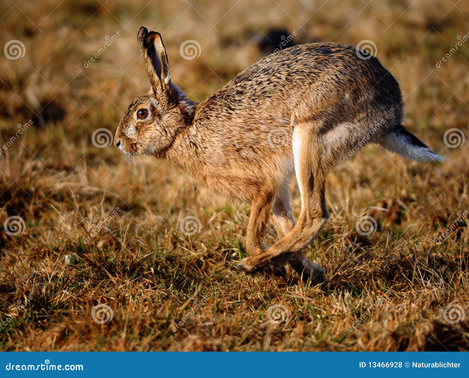 European Hare stock photo. Image of outside, outdoors - 13466928