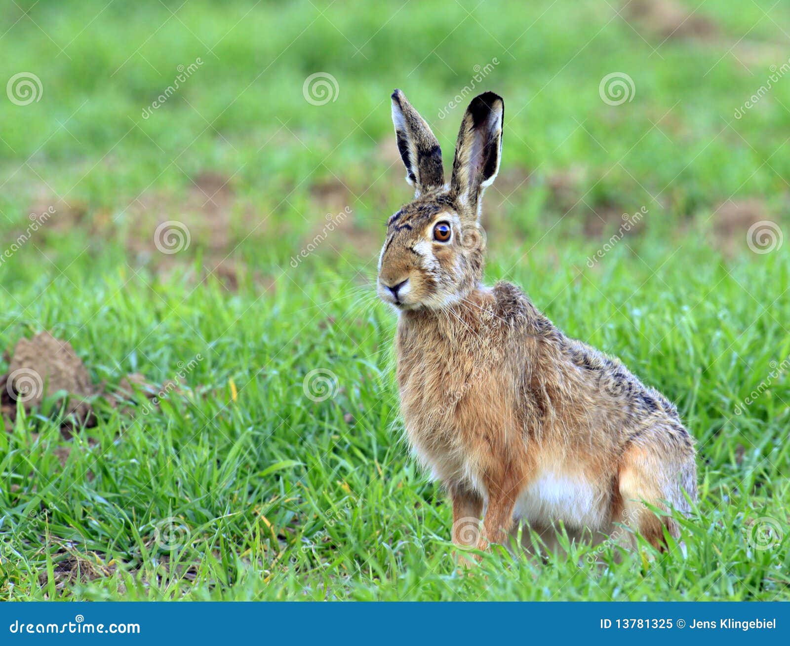 European hare stock image. Image of rabbit, wild, grass - 13781325