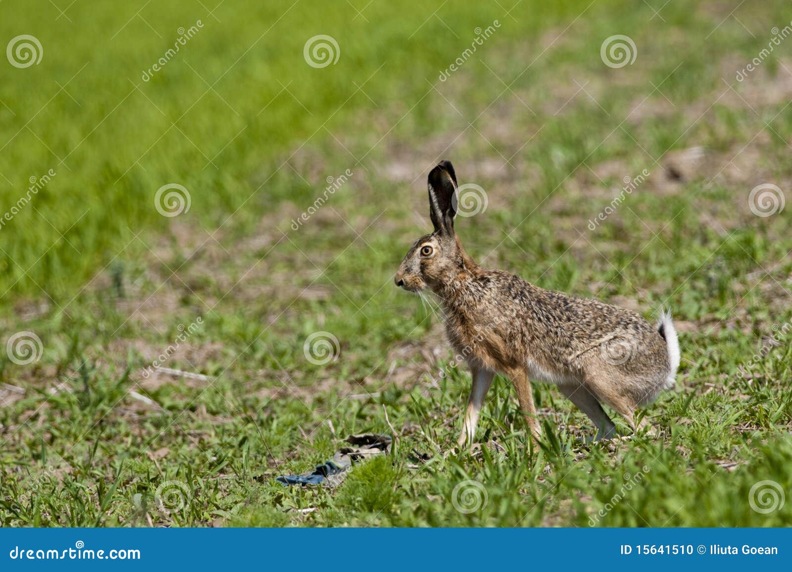 European Hare stock photo. Image of rodent, europaeus - 15641510