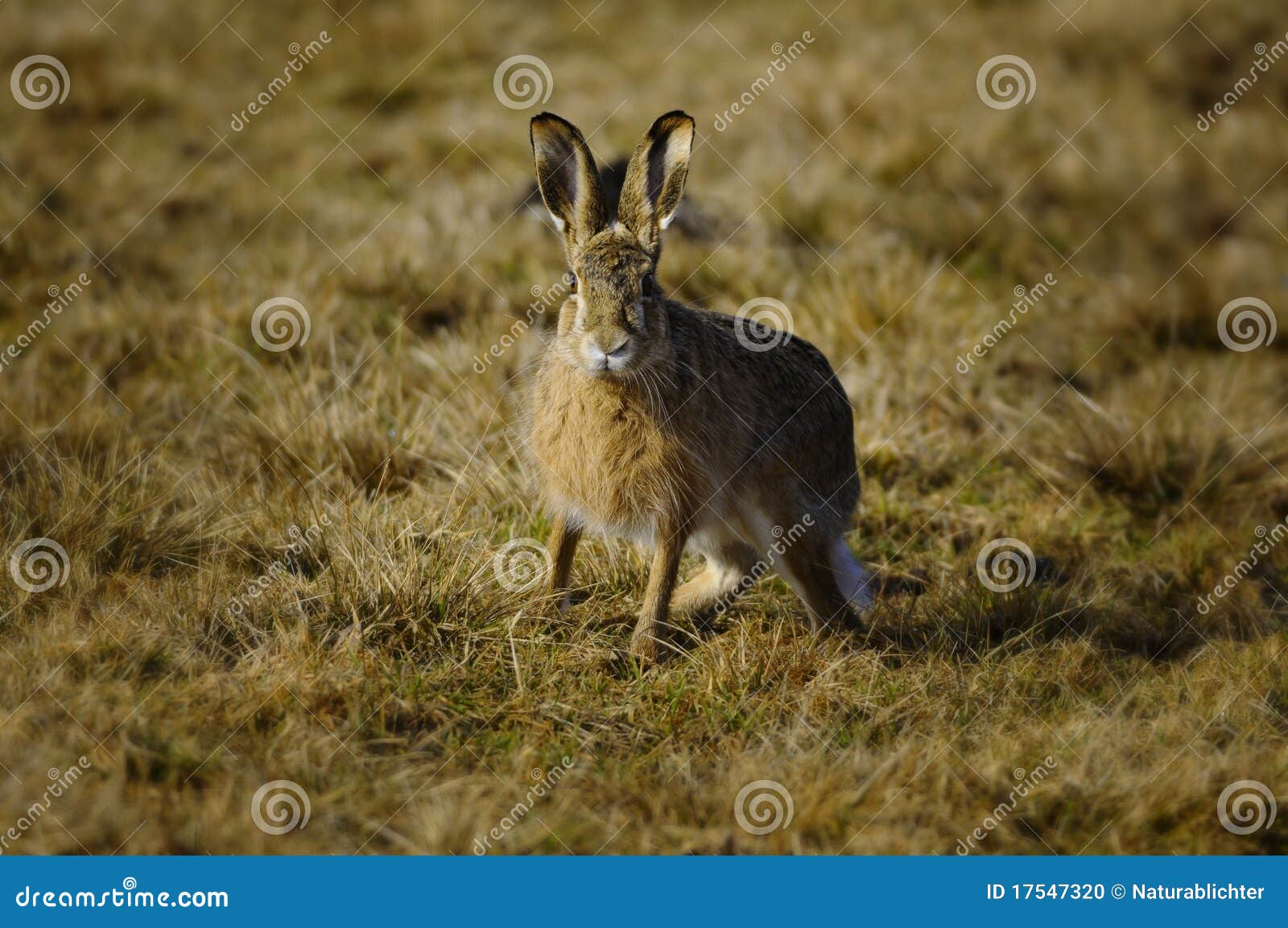 European hare stock photo. Image of details, mammal, ears - 17547320