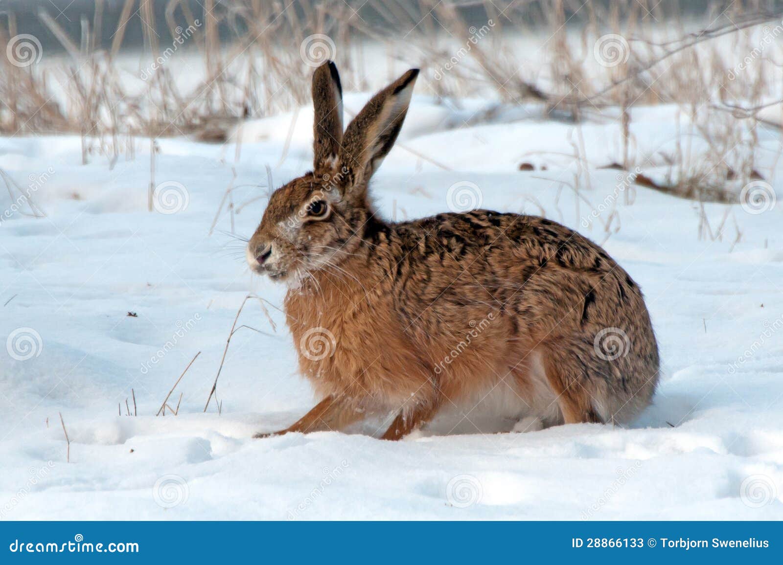 The European Hare (Lepus Europaeus) Stock Image - Image of lepus ...