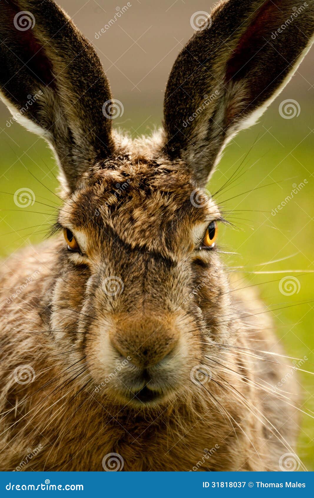 European hare portrait stock image. Image of europaeus - 31818037
