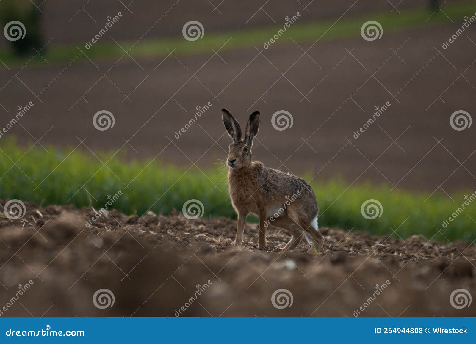European Hare Sitting on a Field in Summer. Stock Photo - Image of wild ...