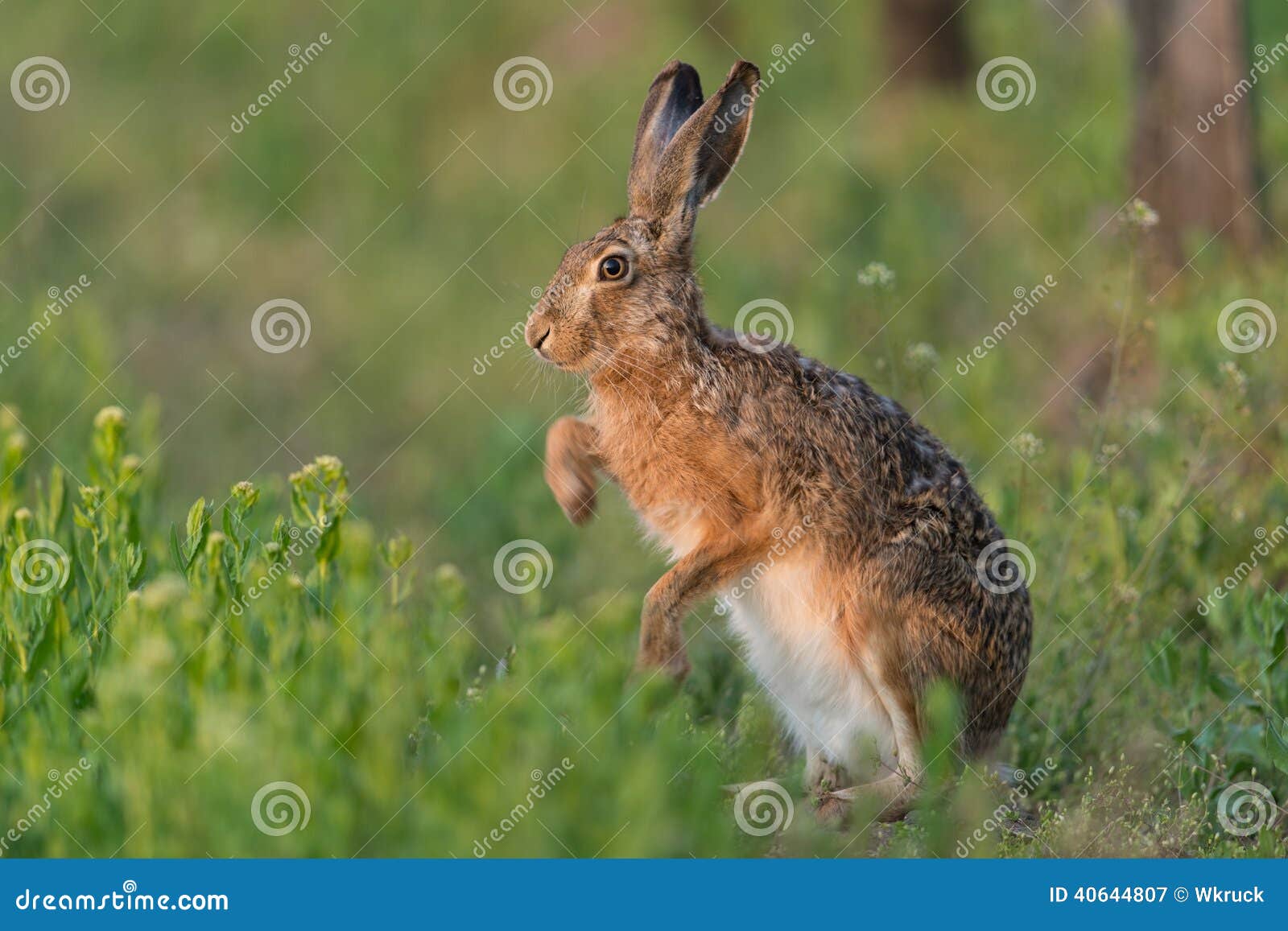 European hare stock image. Image of europaeus, hunting - 40644807