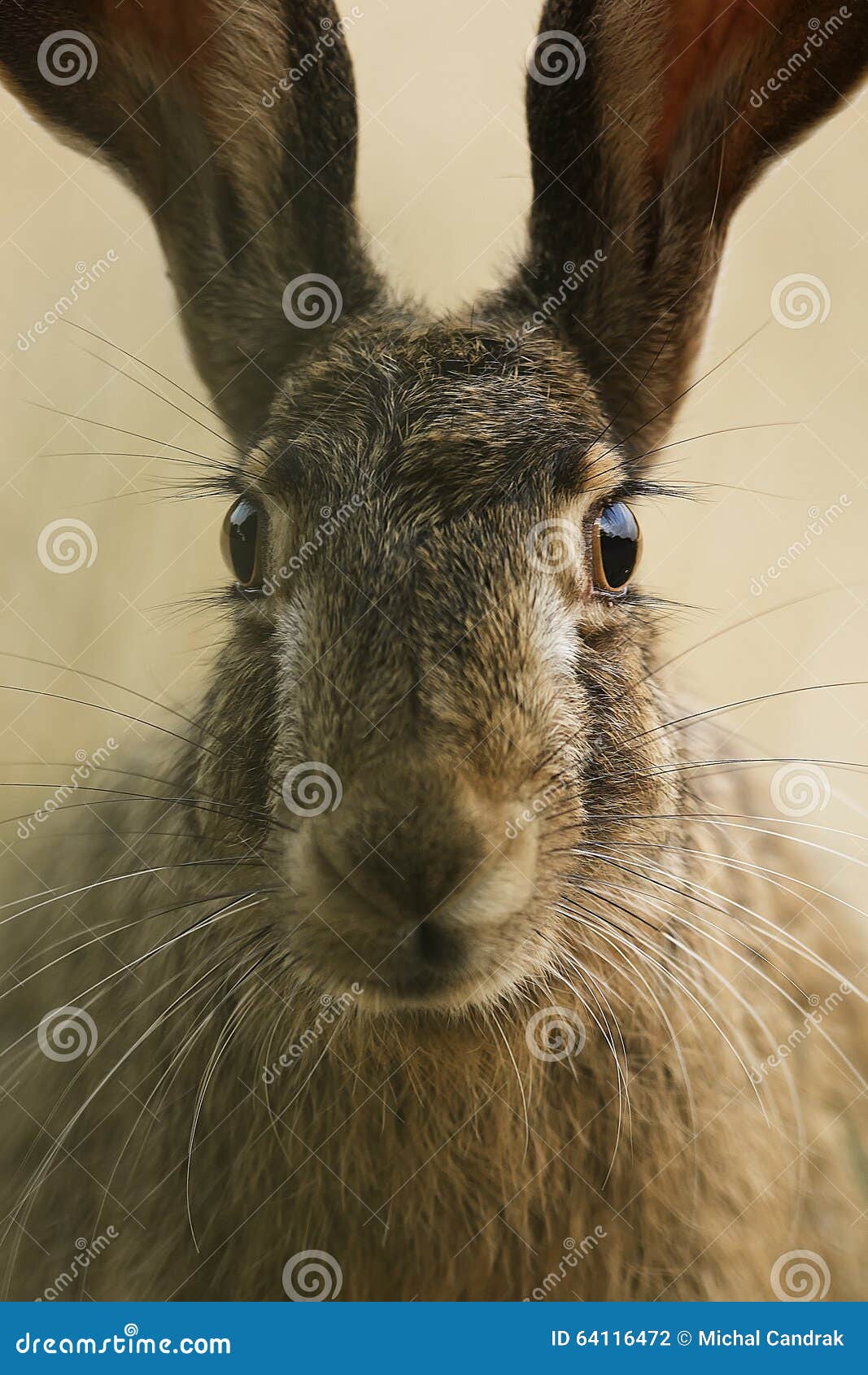 Hare Face
