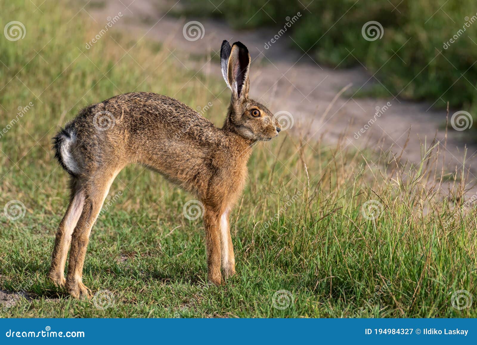 European hare stretching stock image. Image of animal - 194984327