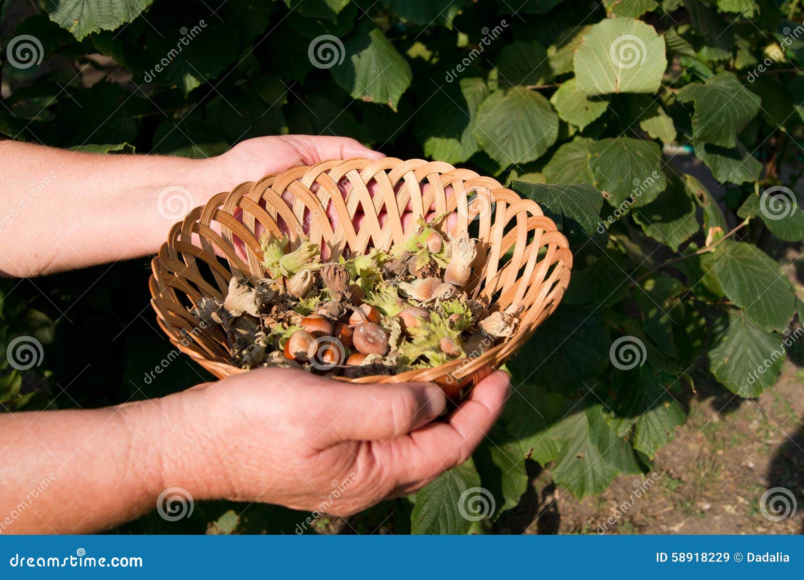 European Hazel (Corylus Avellana) Stock Image - Image of nuts, wooden ...