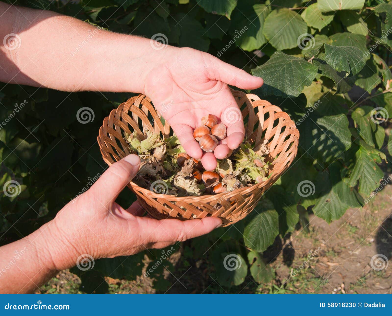 European Hazel (Corylus Avellana) Stock Photo - Image of garden, season ...