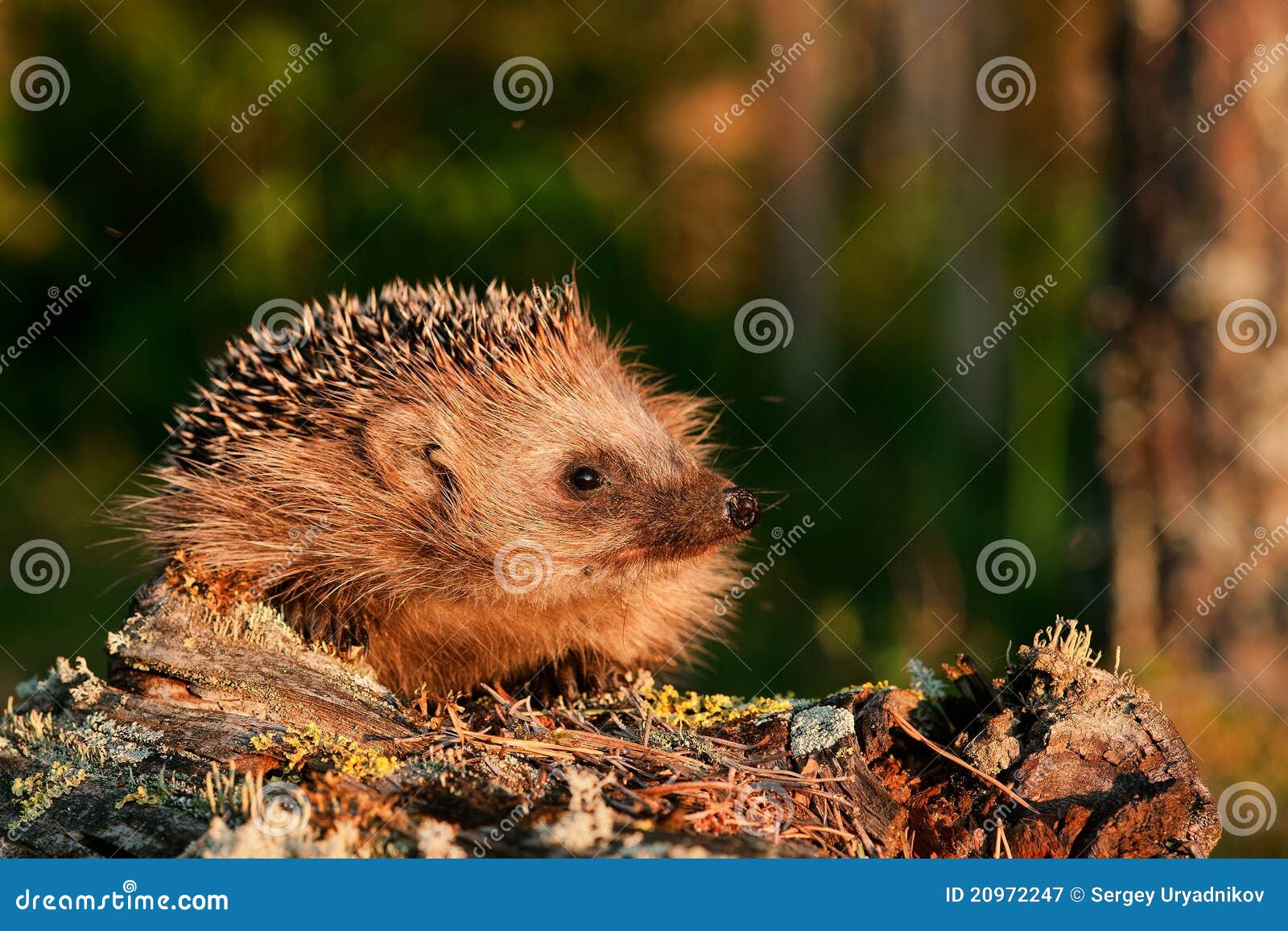 European Hedgehog in Natural Habitat Stock Image - Image of rodent ...