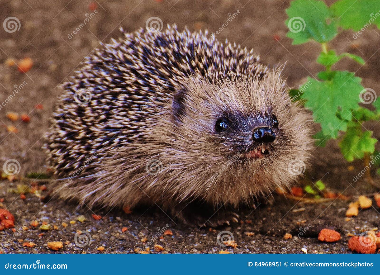 European Hedgehog Picture. Image: 84968951